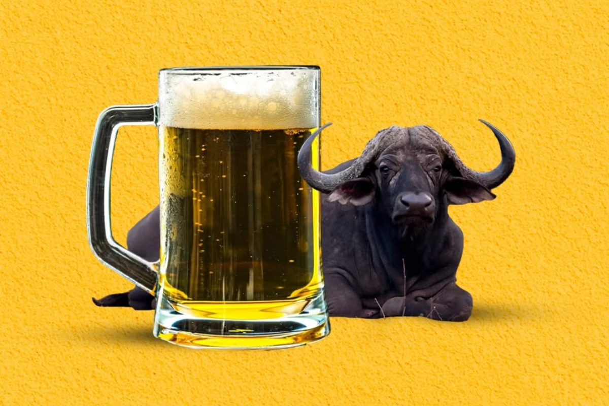 Attention! There’s A Beer-Loving Buffalo Stuck In Bihar!